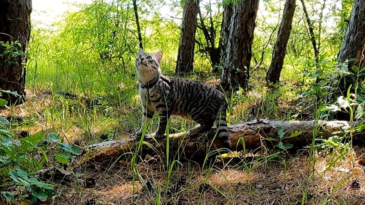 Hiker Cat Snacks On Tasty Grass - YouTube