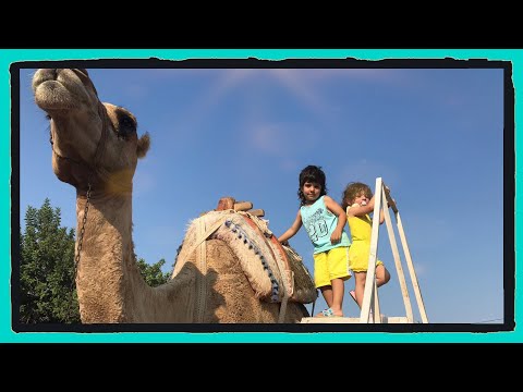 diren ve deros deveye bindi | deve turu | gezi videosu