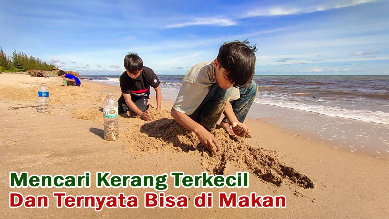 Baru Kali ini Lihat Kerang yang Ukurannya Sangat Kecil - YouTube