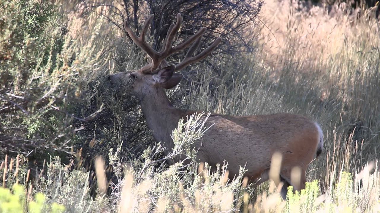 Big Bend typical mule deer - YouTube