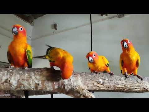 Sun Conure Birds - YouTube
