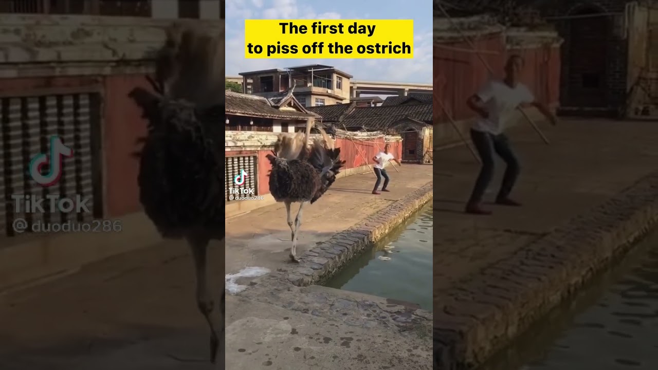 Ostriches chases man and falls in water - YouTube