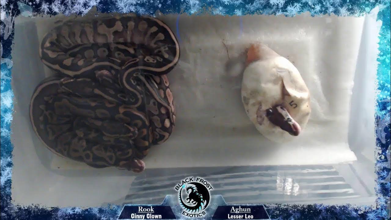 Ball Python Eggs Hatching - YouTube