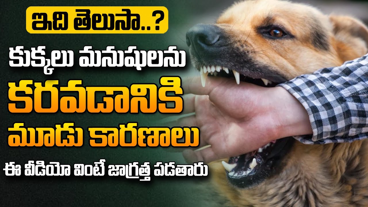 కుక్కలు మనుషులను ఎందుకు కరుస్తాయి? | The Main Reasons Why do Dogs Bite ...