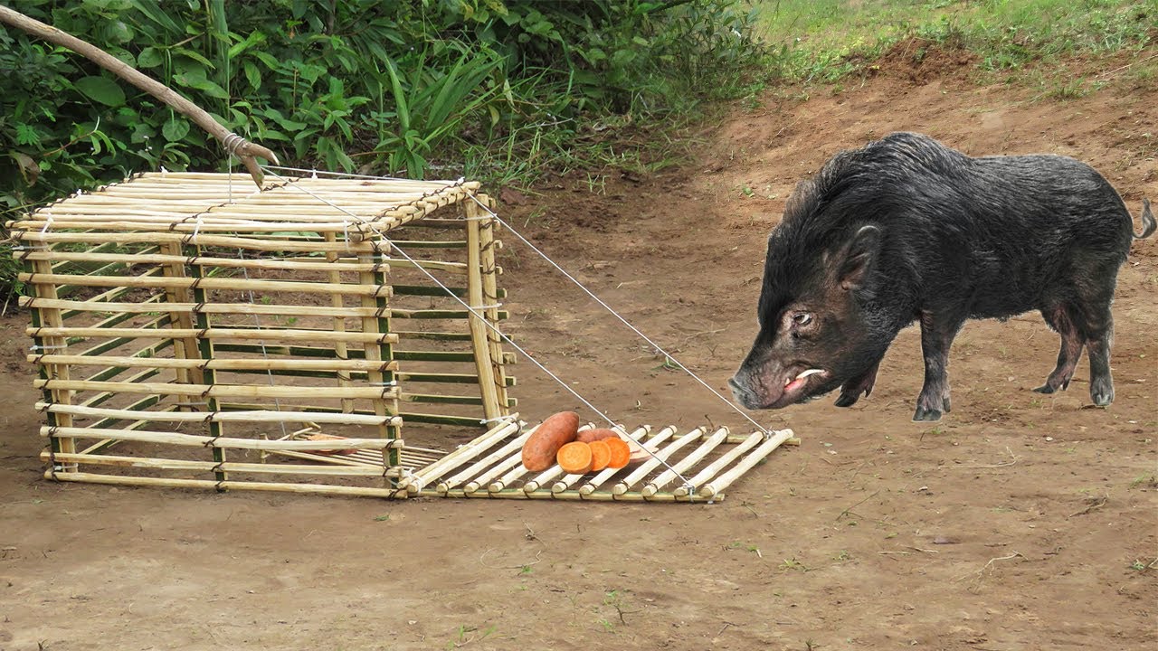 Awesome Creative Quick Wild Pig Trap Make From Big Orange Fall Snare ...