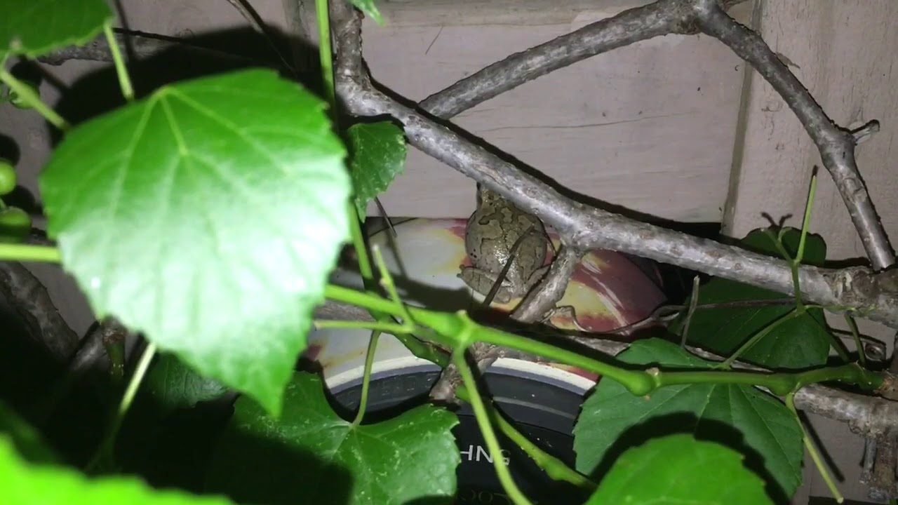 Tree frog (Hyla) singing - YouTube