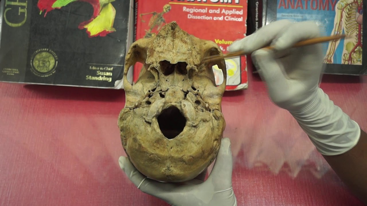 Norma basalis - YouTube