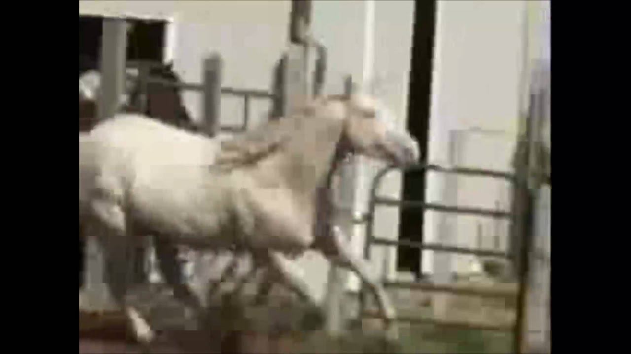 Horse - Flicka end title - YouTube