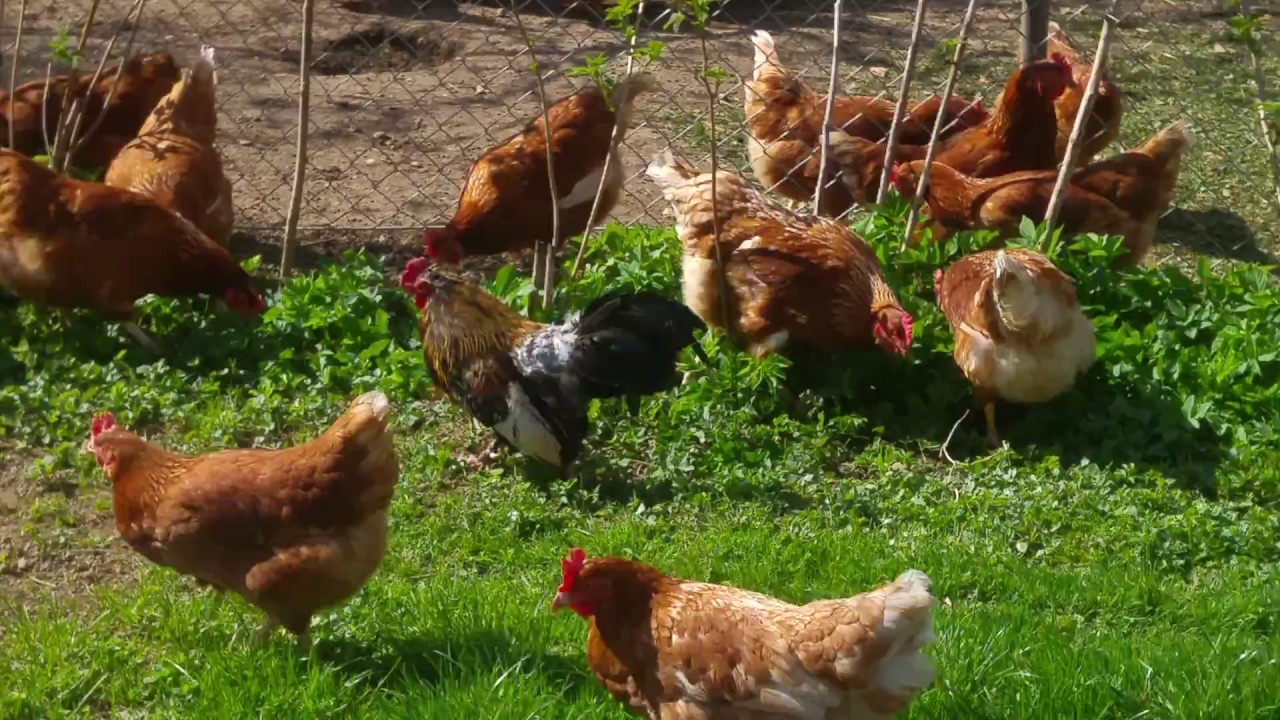 Rooster and Chicken Noises - Rooster Crowing Sound Effect - Backyard ...
