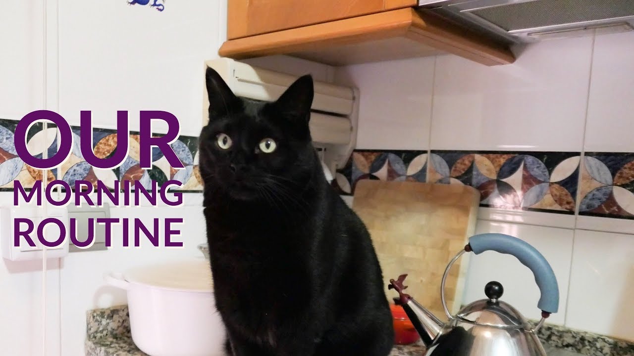 CUTE CATS VIDEO 34 - OUR MORNING ROUTINE - YouTube