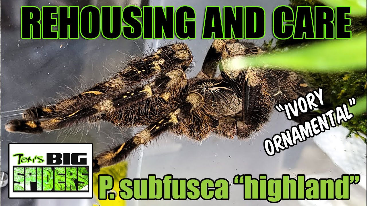 Poecilotheria subfusca Highland Rehouse and Care 2022 - YouTube