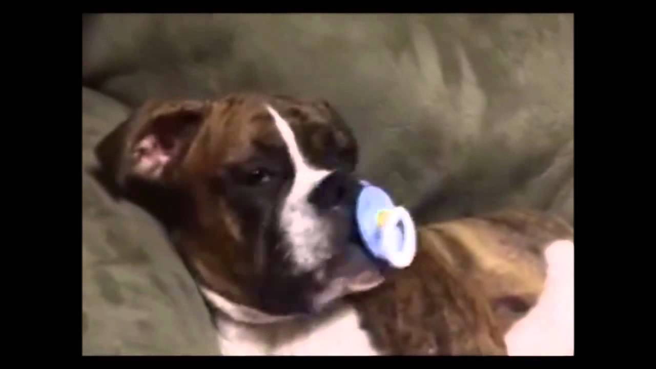 El perro y su chupete - YouTube