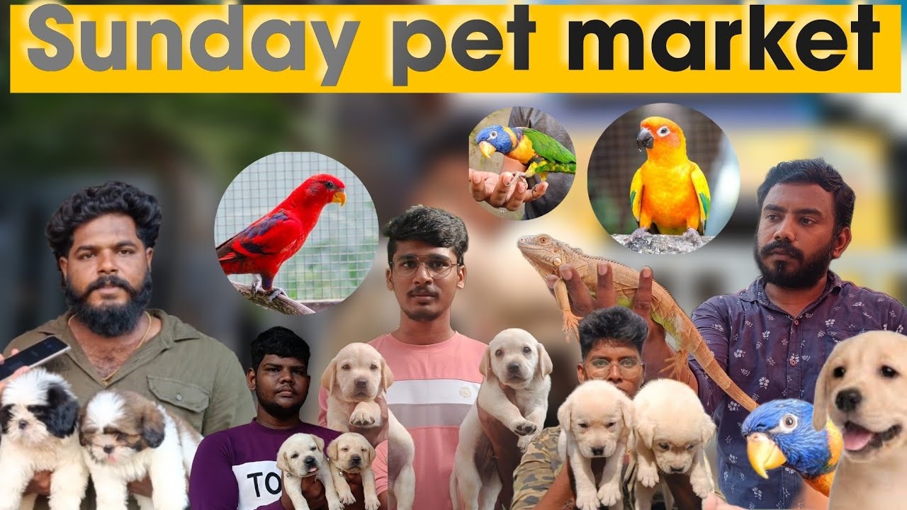 Sunday pet market // வளர்ப்பு பறவை மற்றும் விலங்கு சந்தை - YouTube