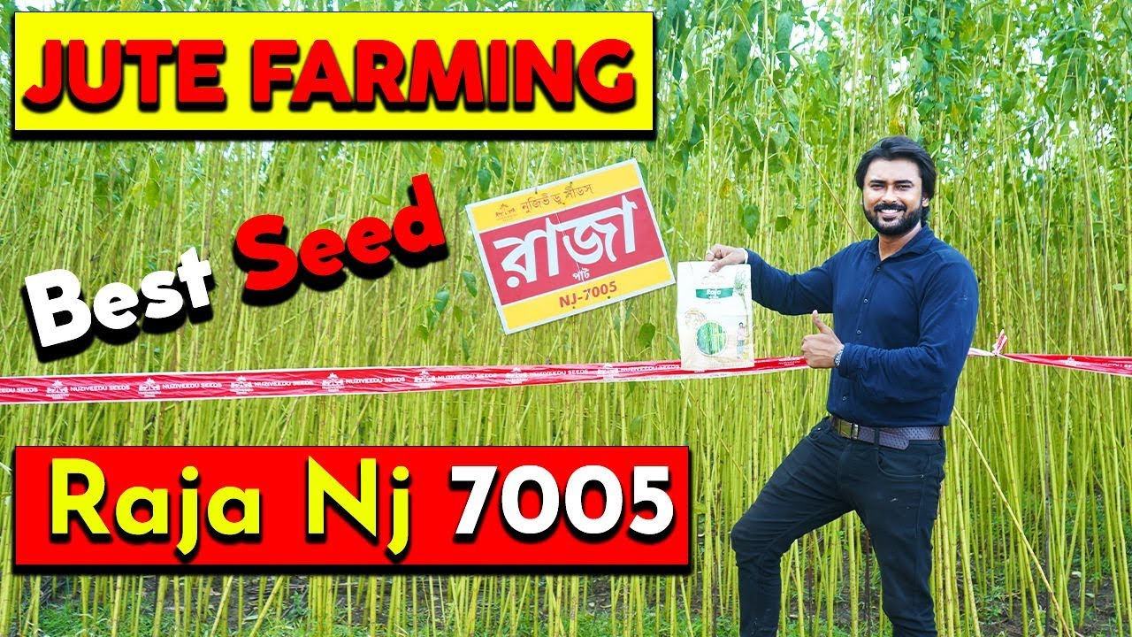One of the Best Jute Farming Seed RAJA NJ 7005, Nuziveedu Seeds ...