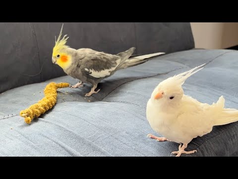 Two birds having a fun time - YouTube