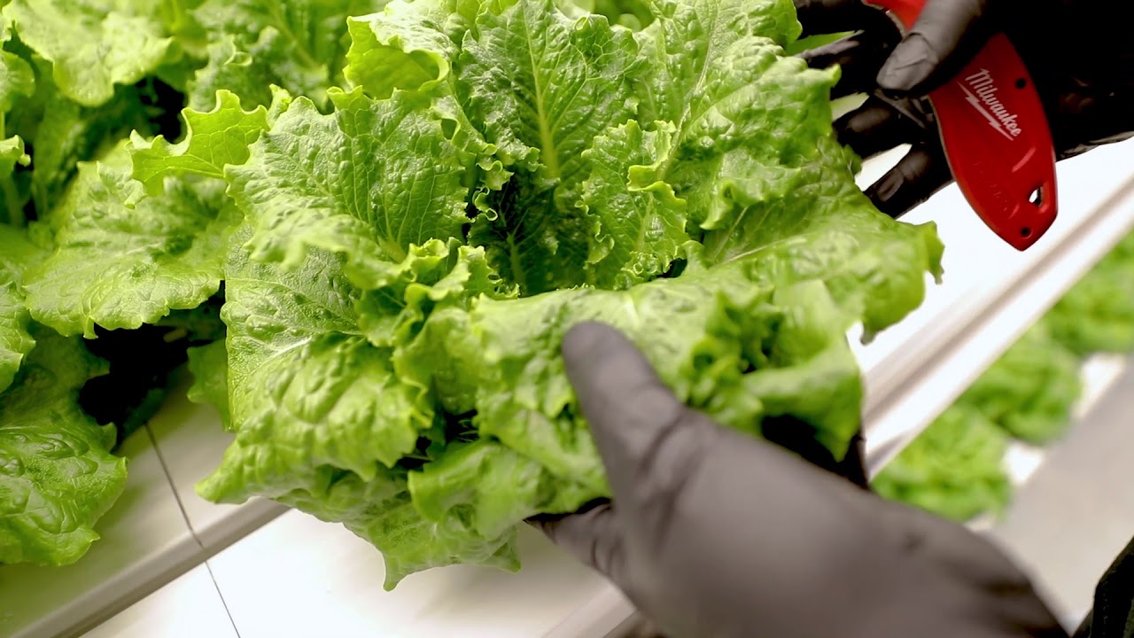Harvesting Lettuce From a Shipping Container Farm with Grow Pod - YouTube