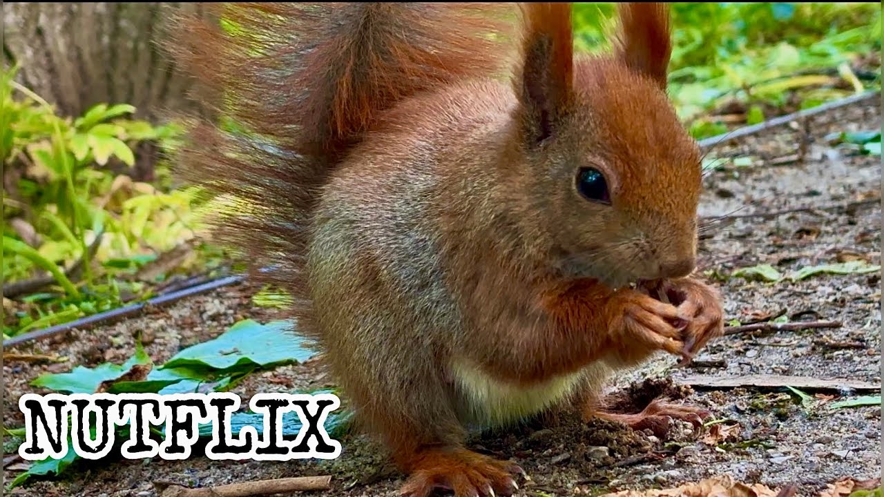 Fed the HUNGRY SQUIRRELS - YouTube