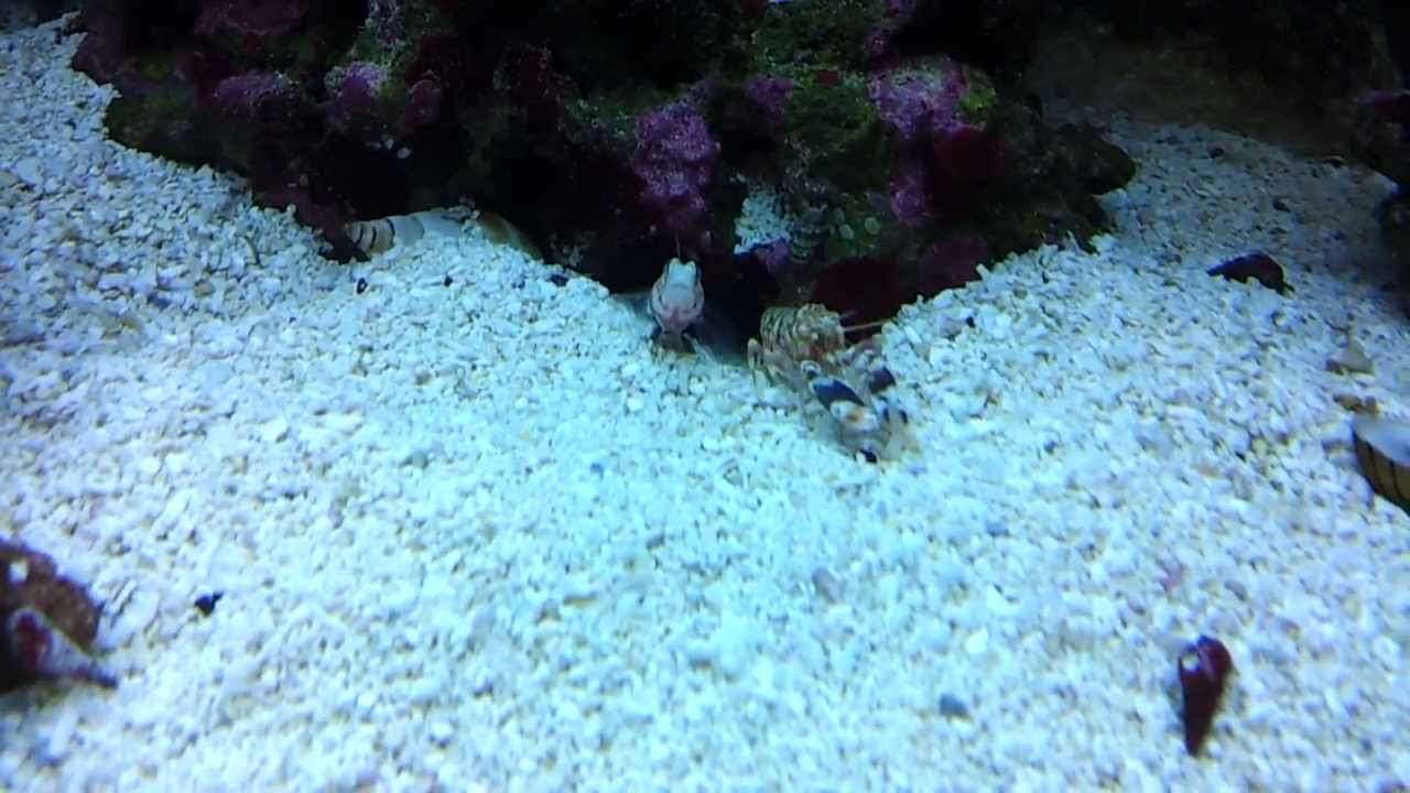 Tiger Pistol Shrimp & Wheeler's Watchman Goby - YouTube