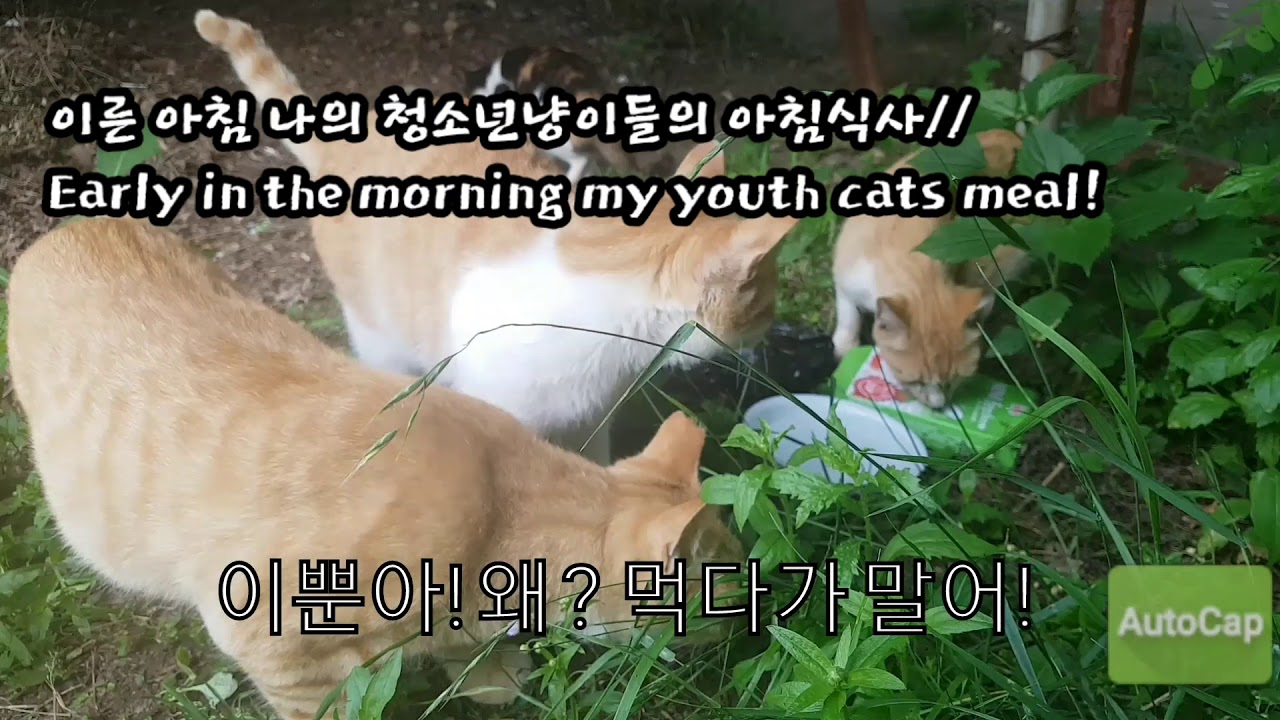 나의 냥이들의 두번째 아침식사!//My cats second breakfast! - YouTube