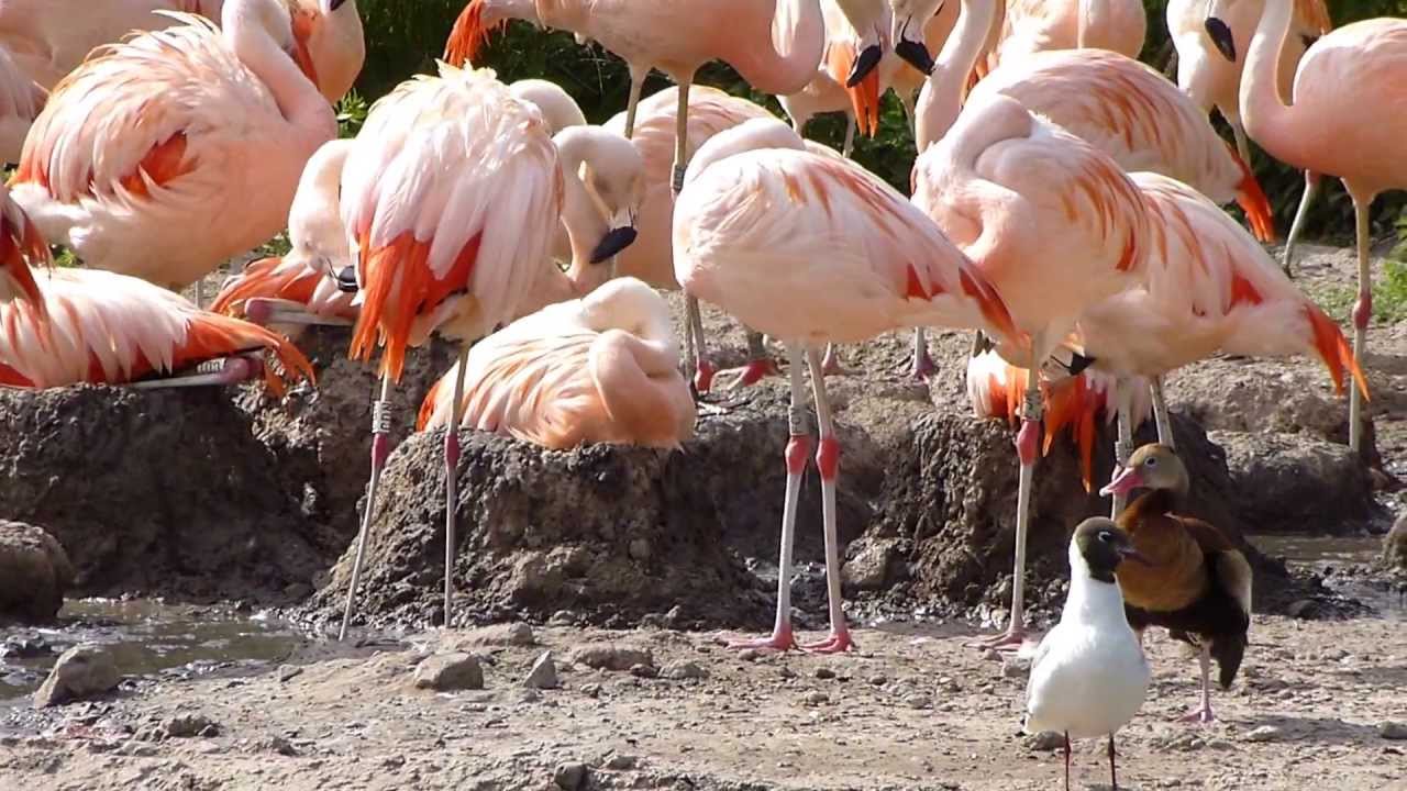 Chilean flamingo nesting colony July 2013 - YouTube