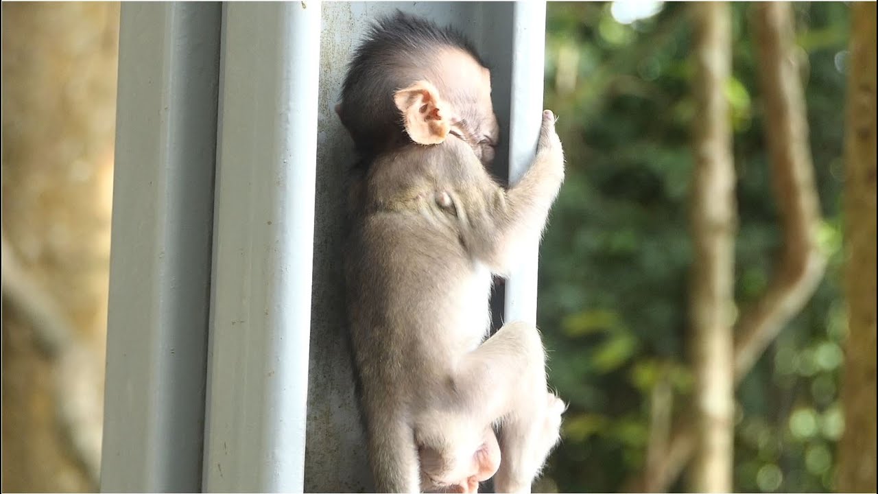 Super Active Baby Cinn, Jumping Up and Dow Very Hyper. Mom Nothing Keep ...