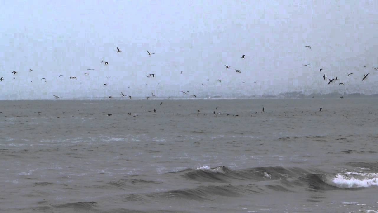 Aves pescando (Piqueros) - YouTube