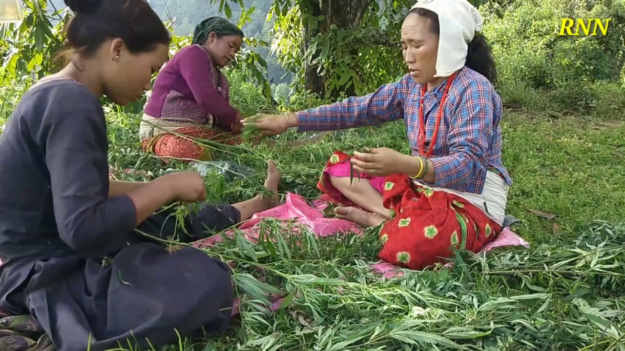 Nepali Woman Make Chares || How To Make Chares/Has ? चरेस यसरि बनाउछन ...