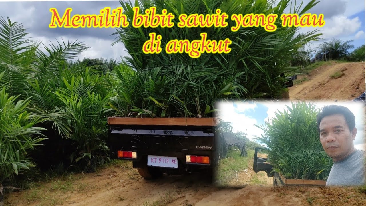 Memilih bibit sawit yang akan di angkut ke lokasi (@Amaldimk)#Memilih# ...