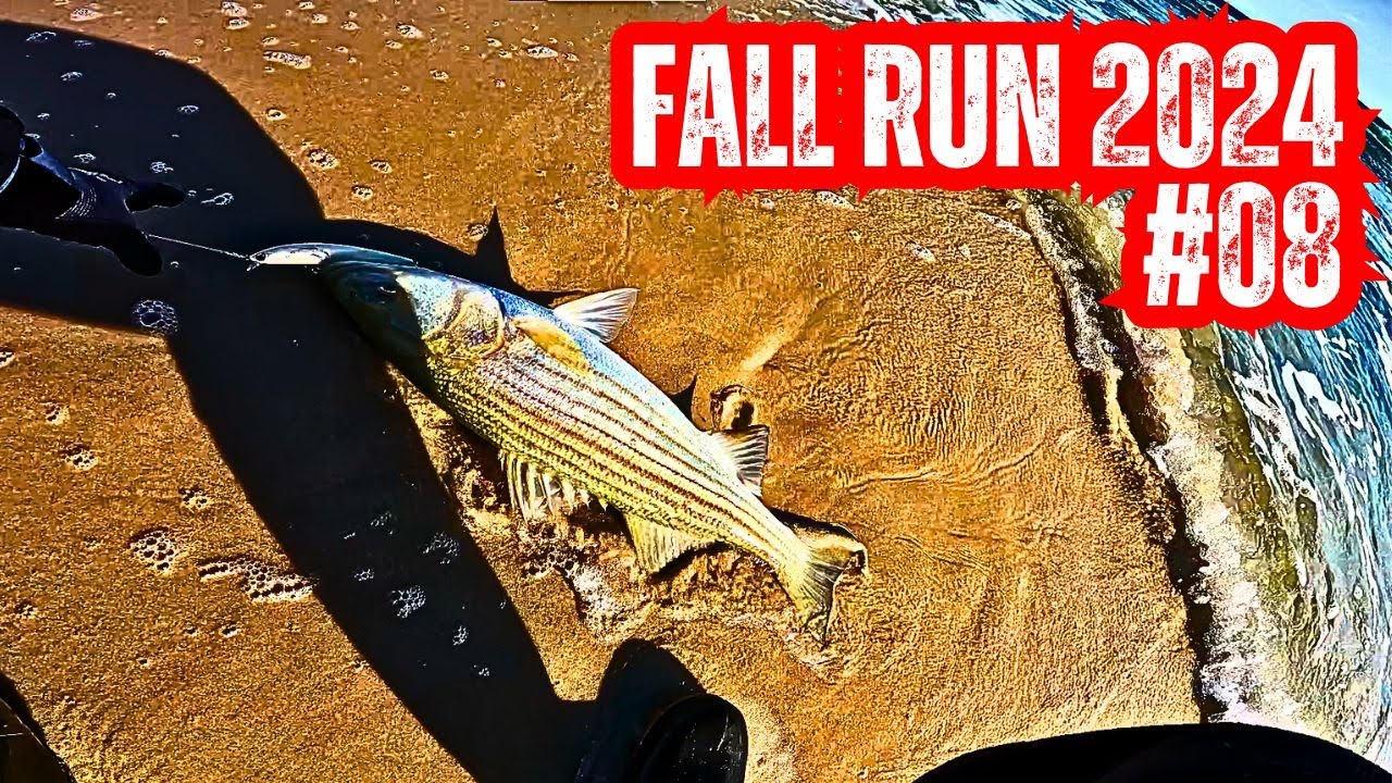 Fall Run 2024 #08 - YouTube