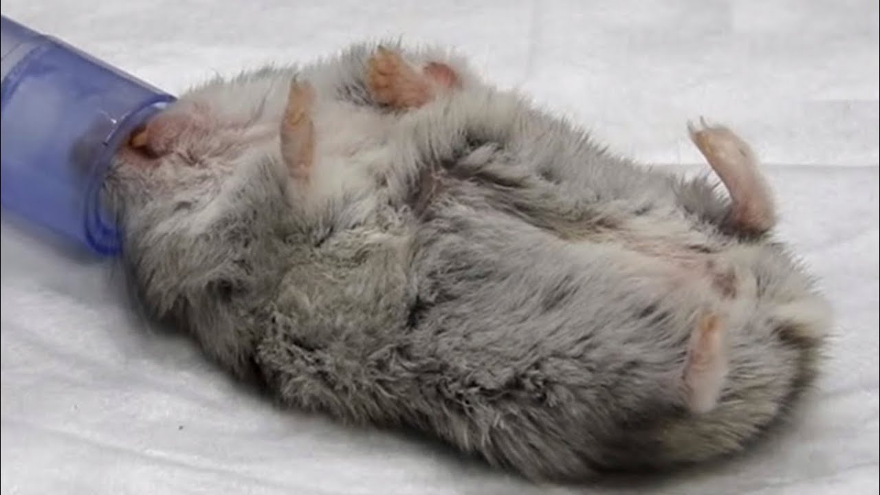 Hamster Sleeps Like Dead _ Super Cute Hamster - YouTube