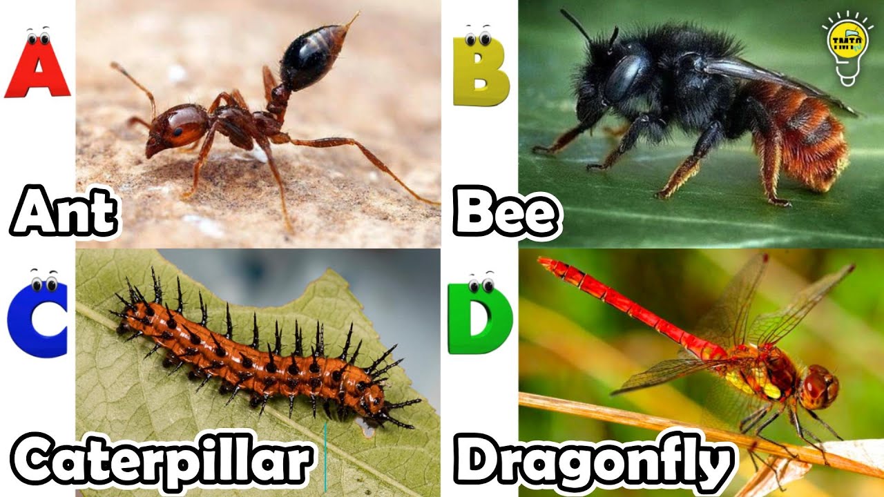 Abc Insect Song | A to Z Insects Song | Insects Alphabet song | Phonics ...