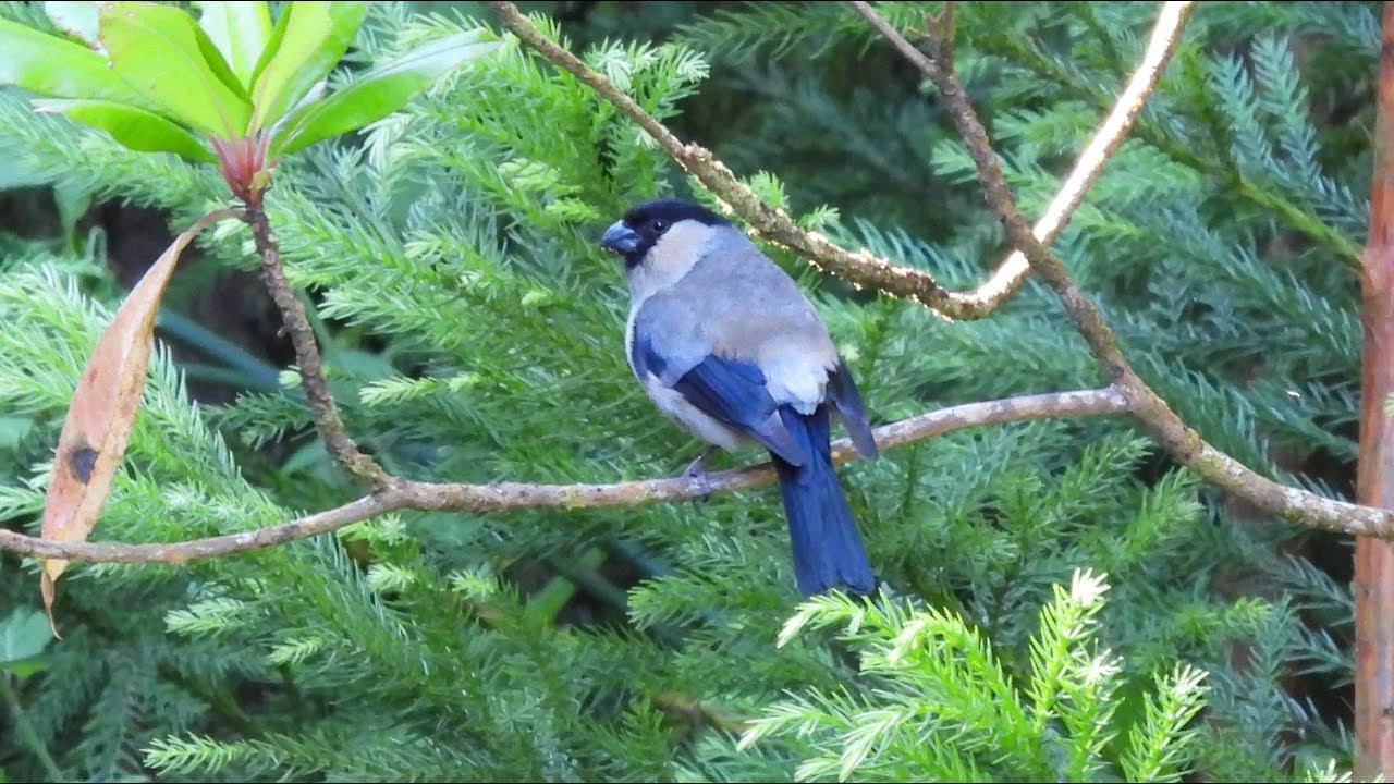 Priolo * Azores Bullfinch 🐦🎥 - YouTube