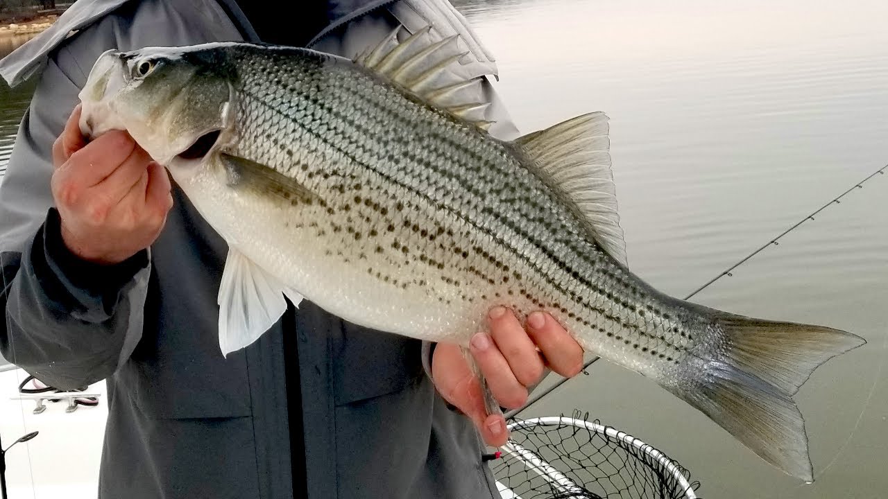 Catching Big Tennessee Hybrid Bass After Searching All Day! - YouTube