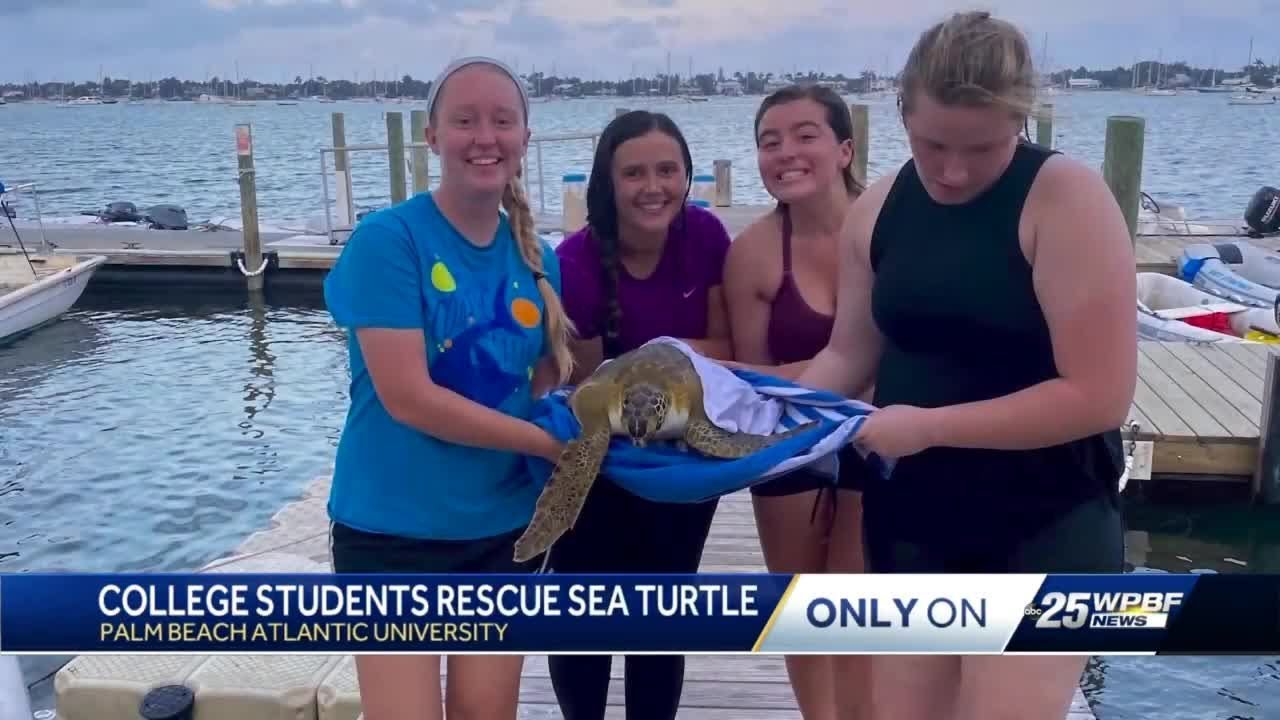College students rescue sea turtle - YouTube
