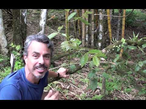 The Medicine Hunter: Cat's Claw, The Great Amazon Medicine