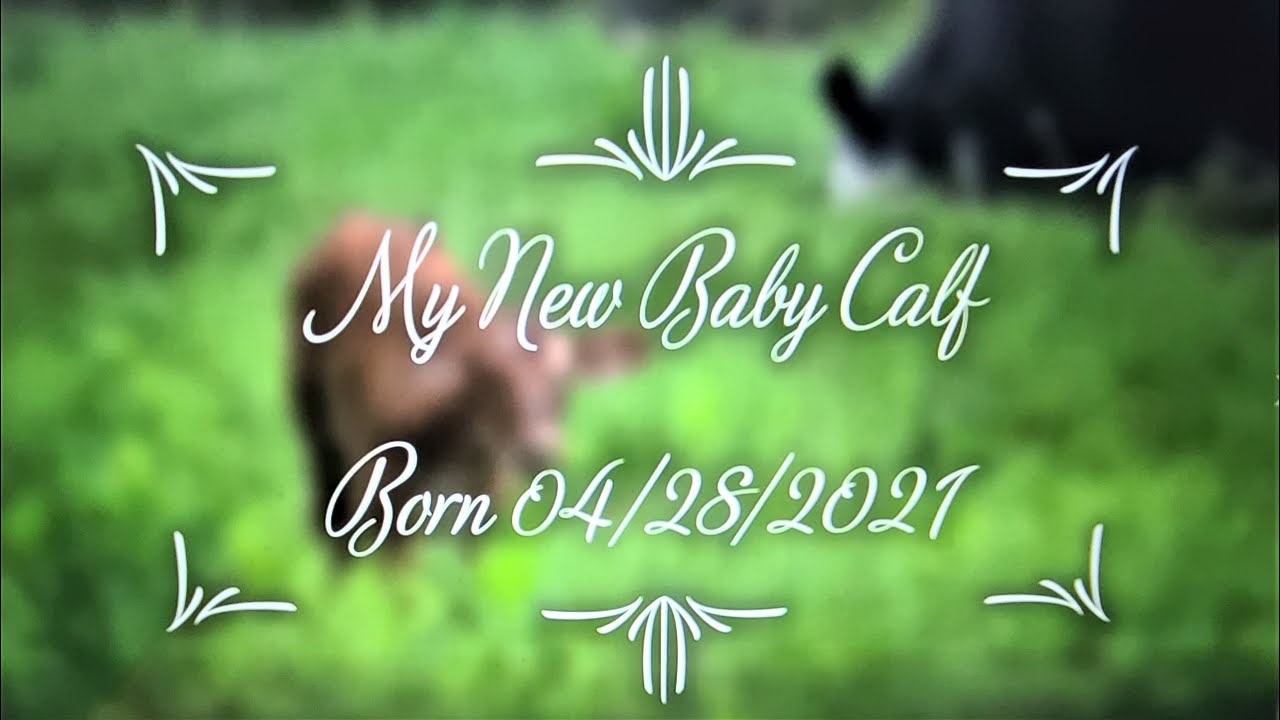 Meet My New Beefmaster Baby Heifer Calf Born April 28, 2021 - YouTube