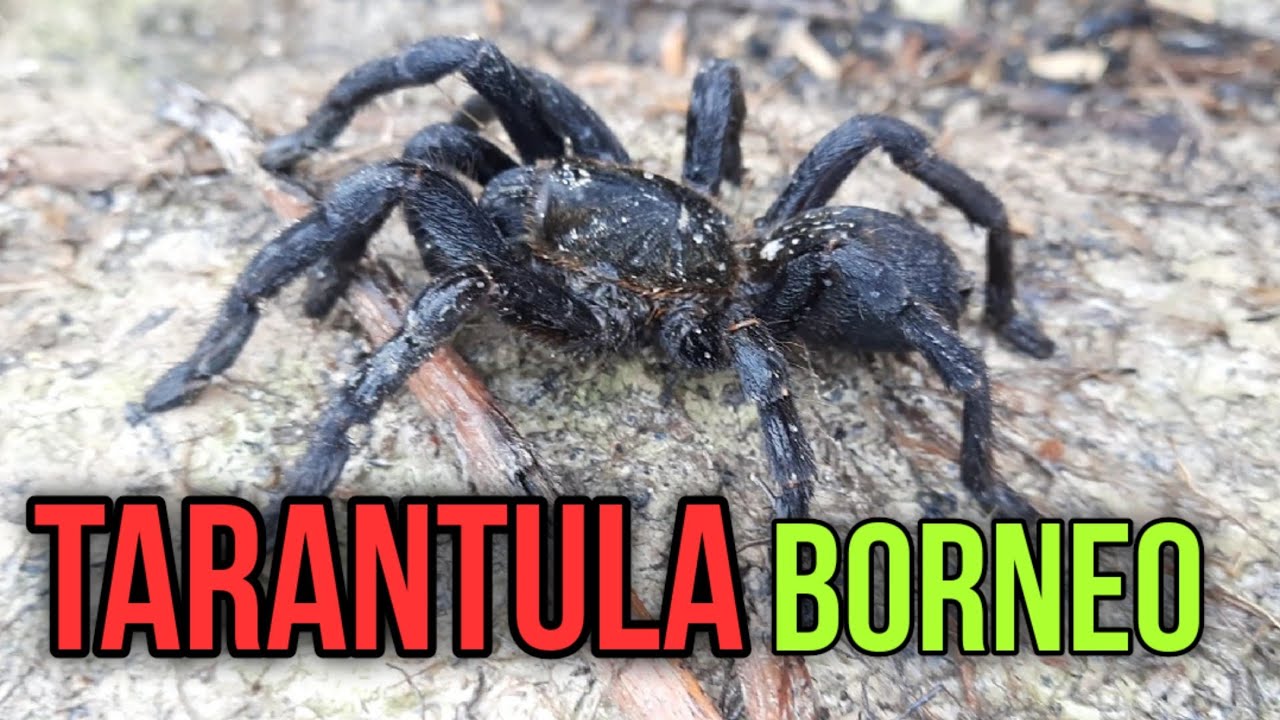 BORNEO BLACK Lampropelma sp. - The Borneo Black is a large Asian ...