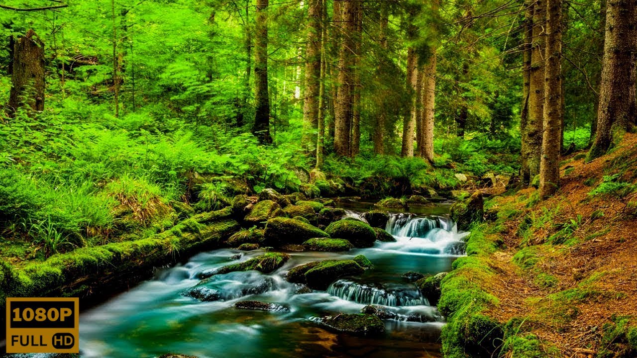 Birds chirping ∞ NATURE SOUNDS º Relaxing forest river sounds to calm ...