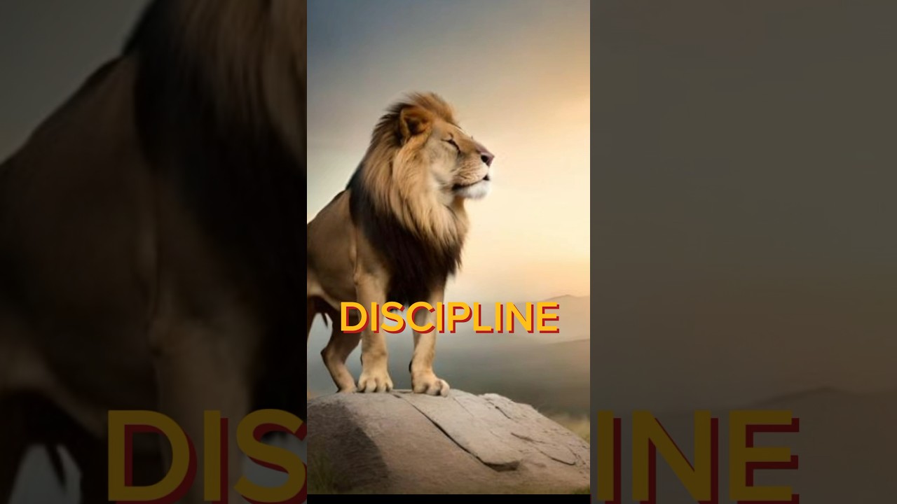 Sigma Lion - King of Jungle #motivation #sigma #sigmarule #lion - YouTube