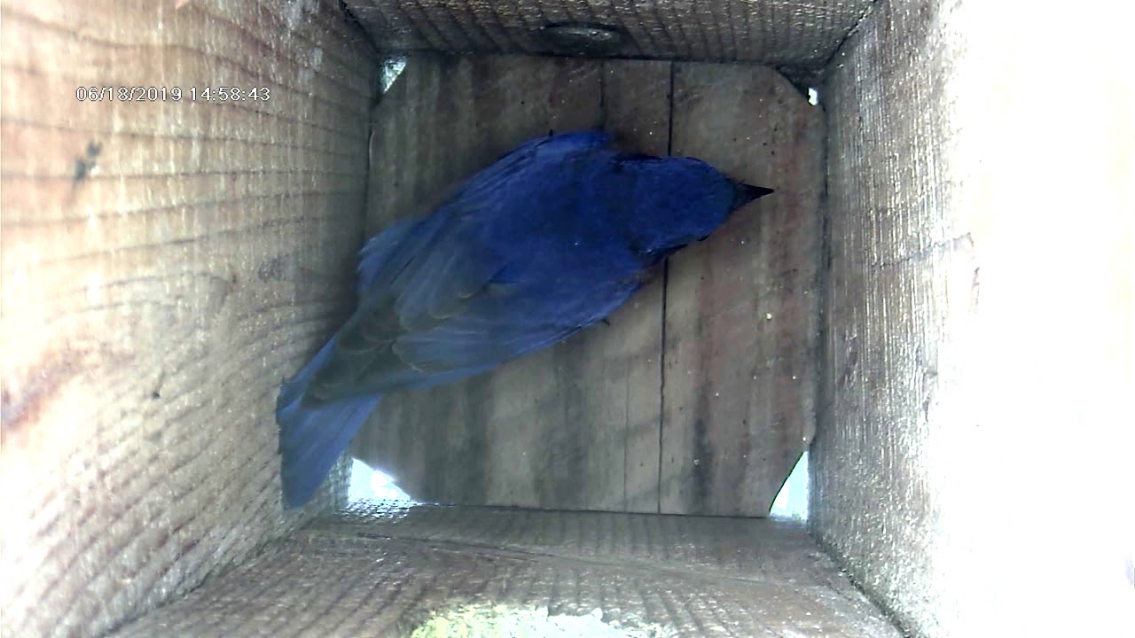 Male Bluebird checking out nest box. 6-18-19 - YouTube