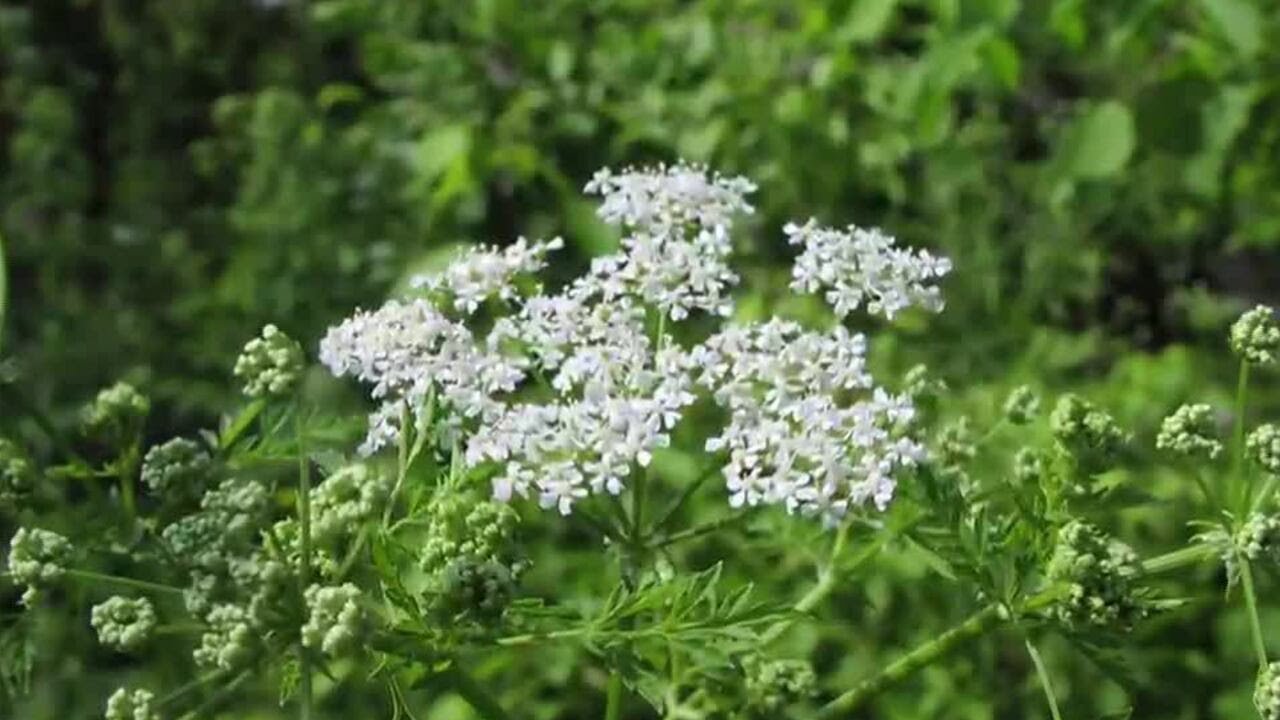 Poison hemlock blooming in Virginia, what you need to know - YouTube