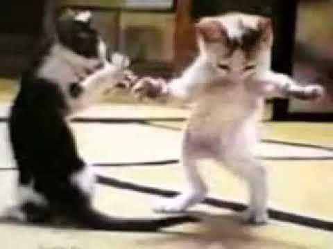 ARAPÇA KEDİ ŞARKISI