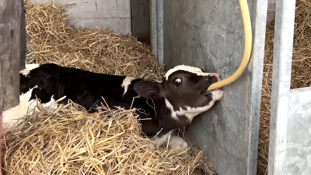 Baby Calf Born Care Farm #WithMe Calf Feeding Cow Milking Farm ...