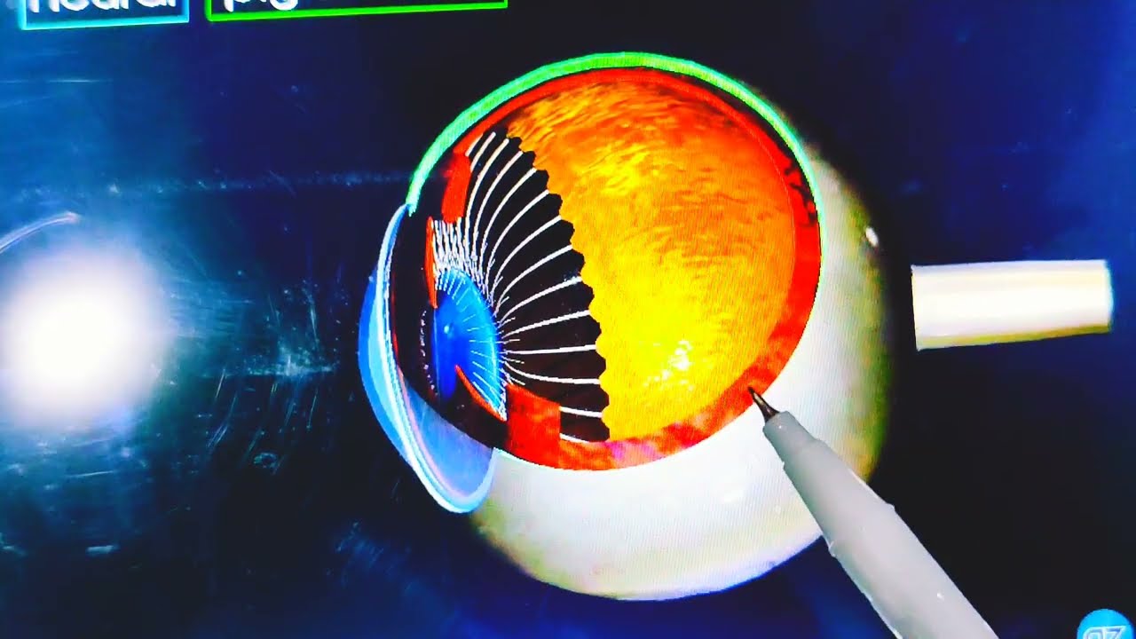 Applied anatomy and physiology of the eye || Gross anatomy of the eye ...