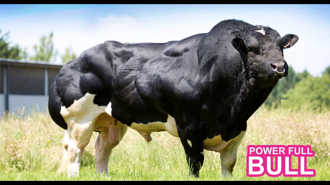 COW I Bull Power - YouTube