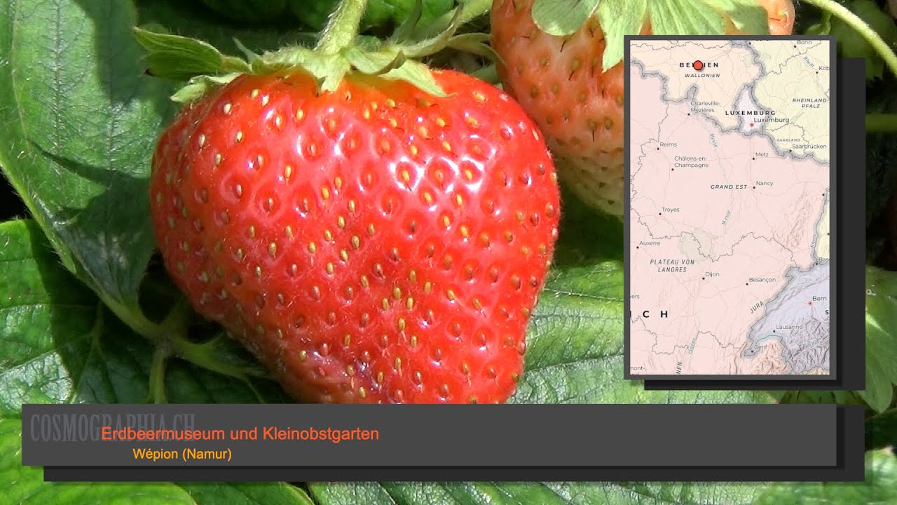 Erdbeermuseum - Musée de la fraise de Wépion - YouTube