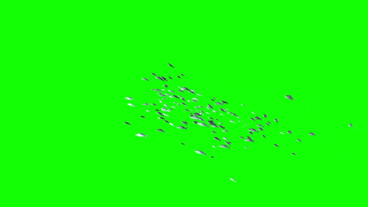 Huge Animated Fish School Green Screen Background - YouTube