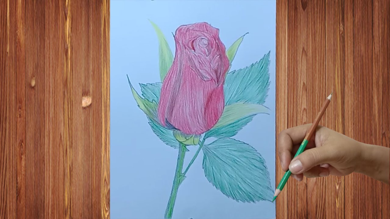 How to draw and paint single rose flower colored pencil sketch - YouTube