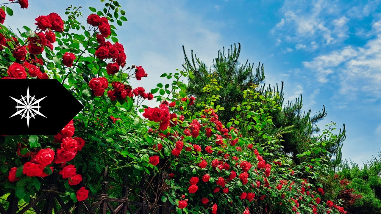 Terrace of Roses - Rain's Avenue - YouTube