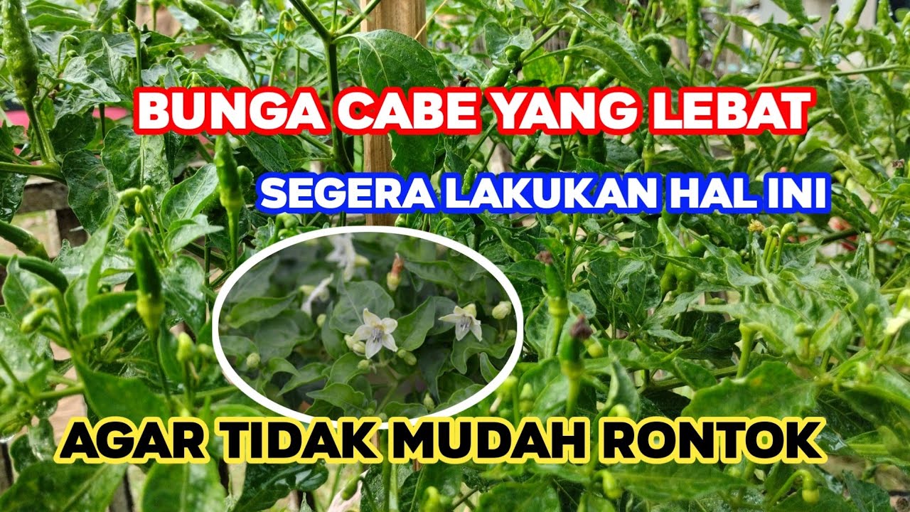 Bila sudah raya bunga cabe Wajib lakukan hal ini,Agar tidak menyesal ...